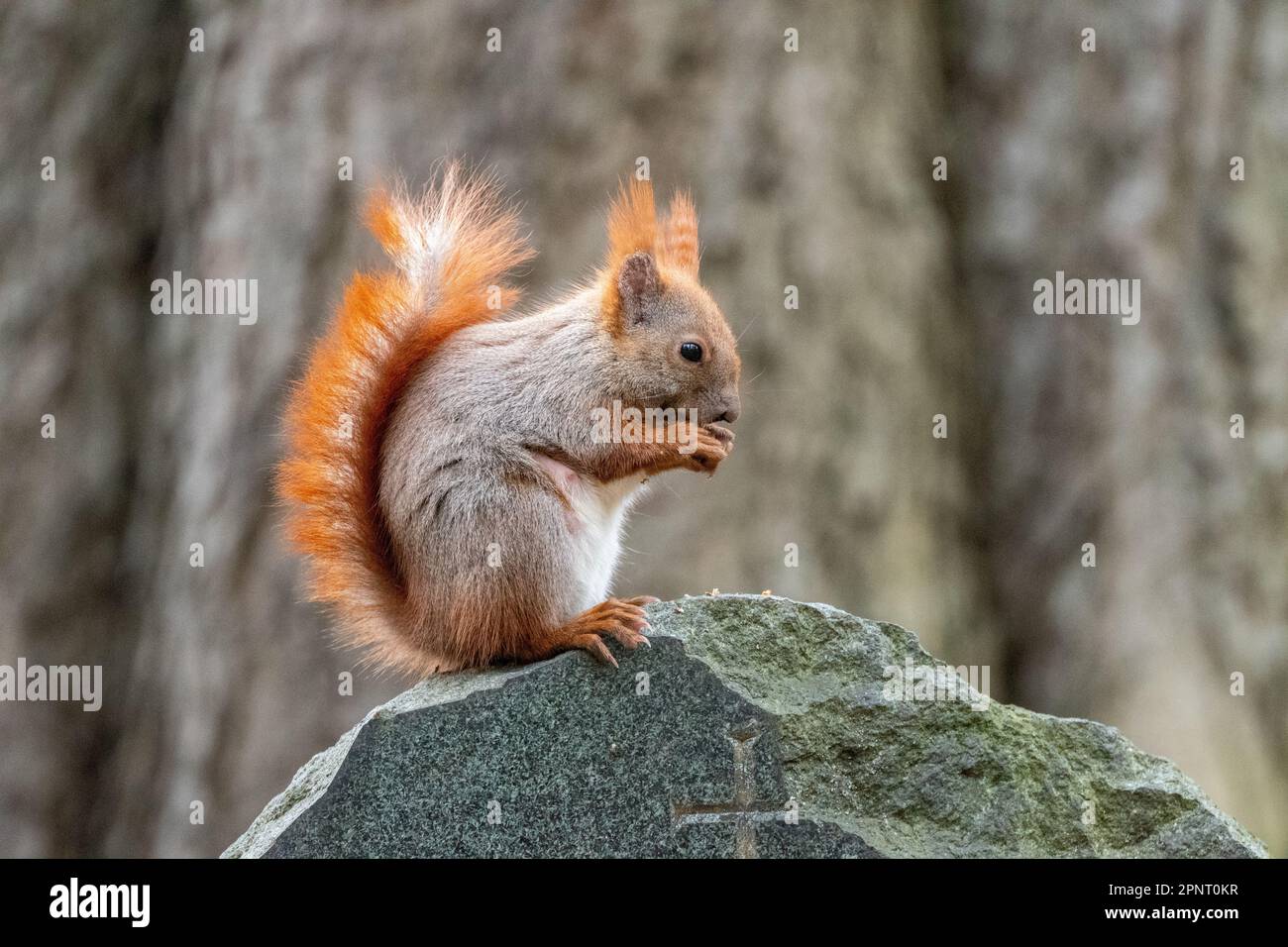 Red squirrel (Sciurus vulgaris) in the Friedhof Alter ( old cemetery ...