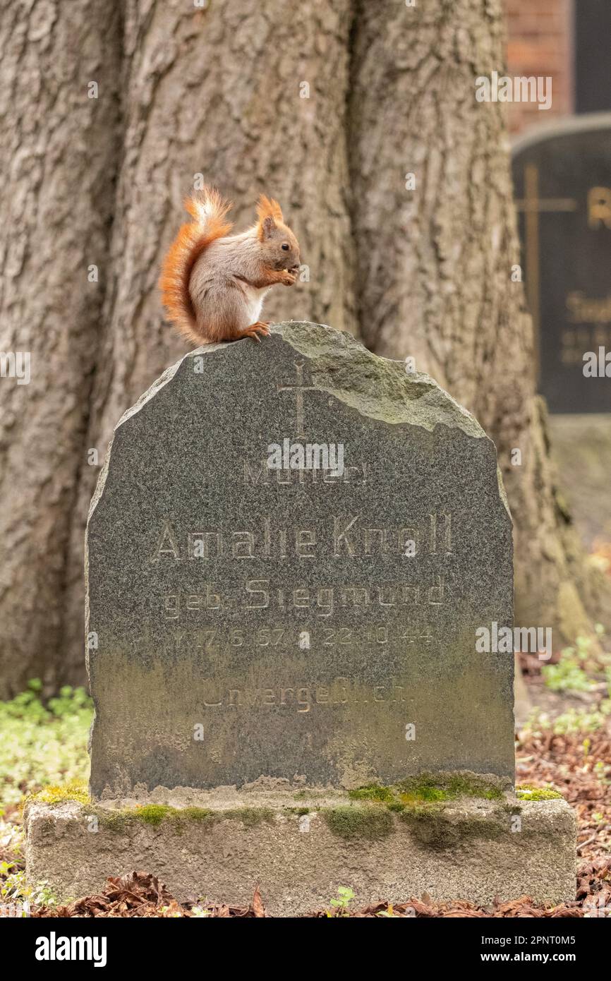 Red squirrel (Sciurus vulgaris) in the Friedhof Alter ( old cemetery ...