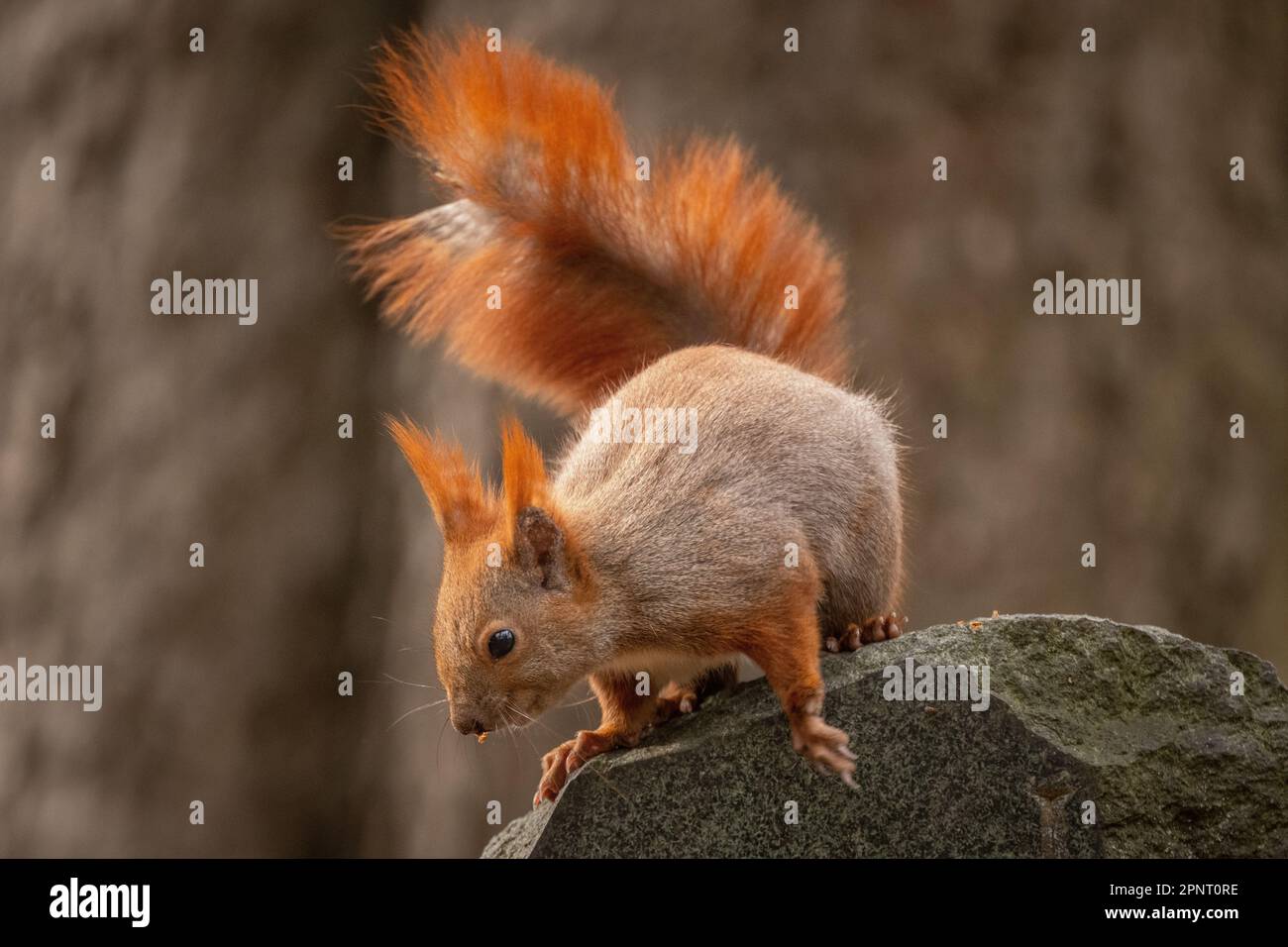 Red squirrel (Sciurus vulgaris) in the Friedhof Alter ( old cemetery ...