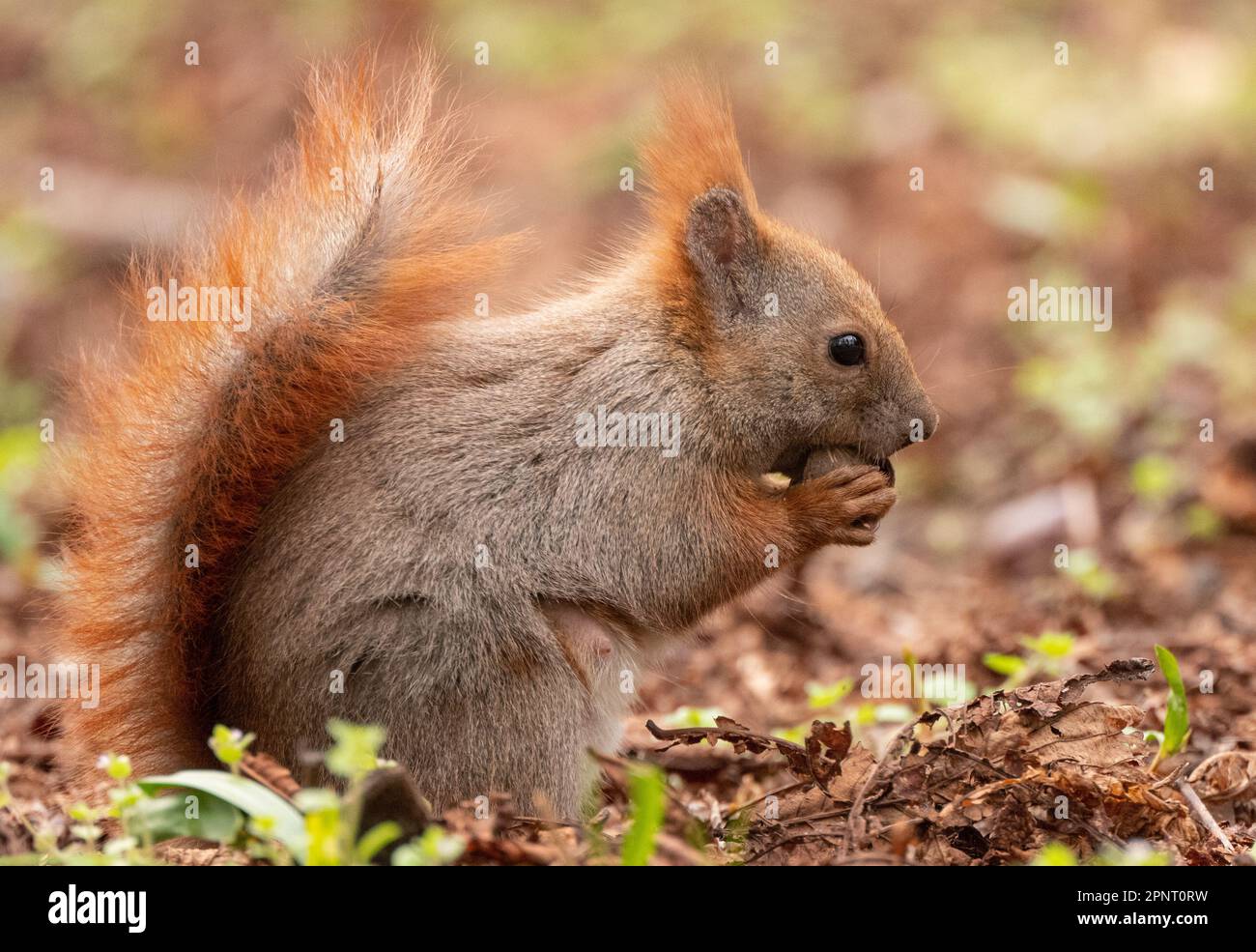 Red squirrel (Sciurus vulgaris) in the Friedhof Alter ( old cemetery ...