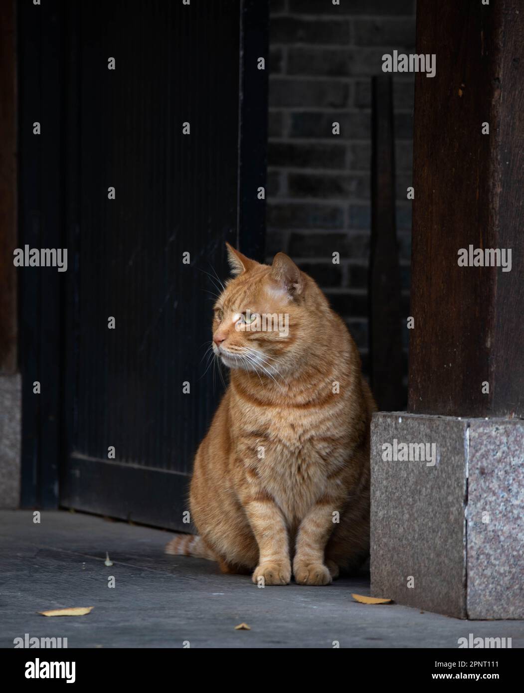 Orange tabby cat perched on sidewalk in front of a black door, looking ...