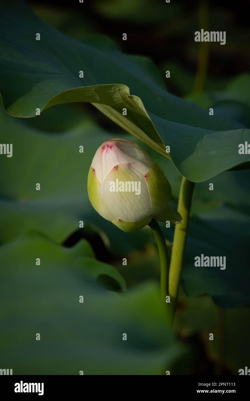 Opening lotus flower hi-res stock photography and images - Alamy