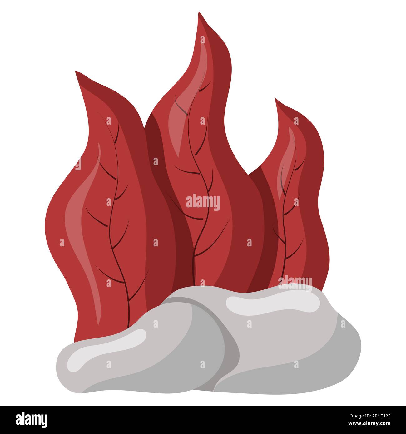 Vector illustration of red algae isolated on a white background ...