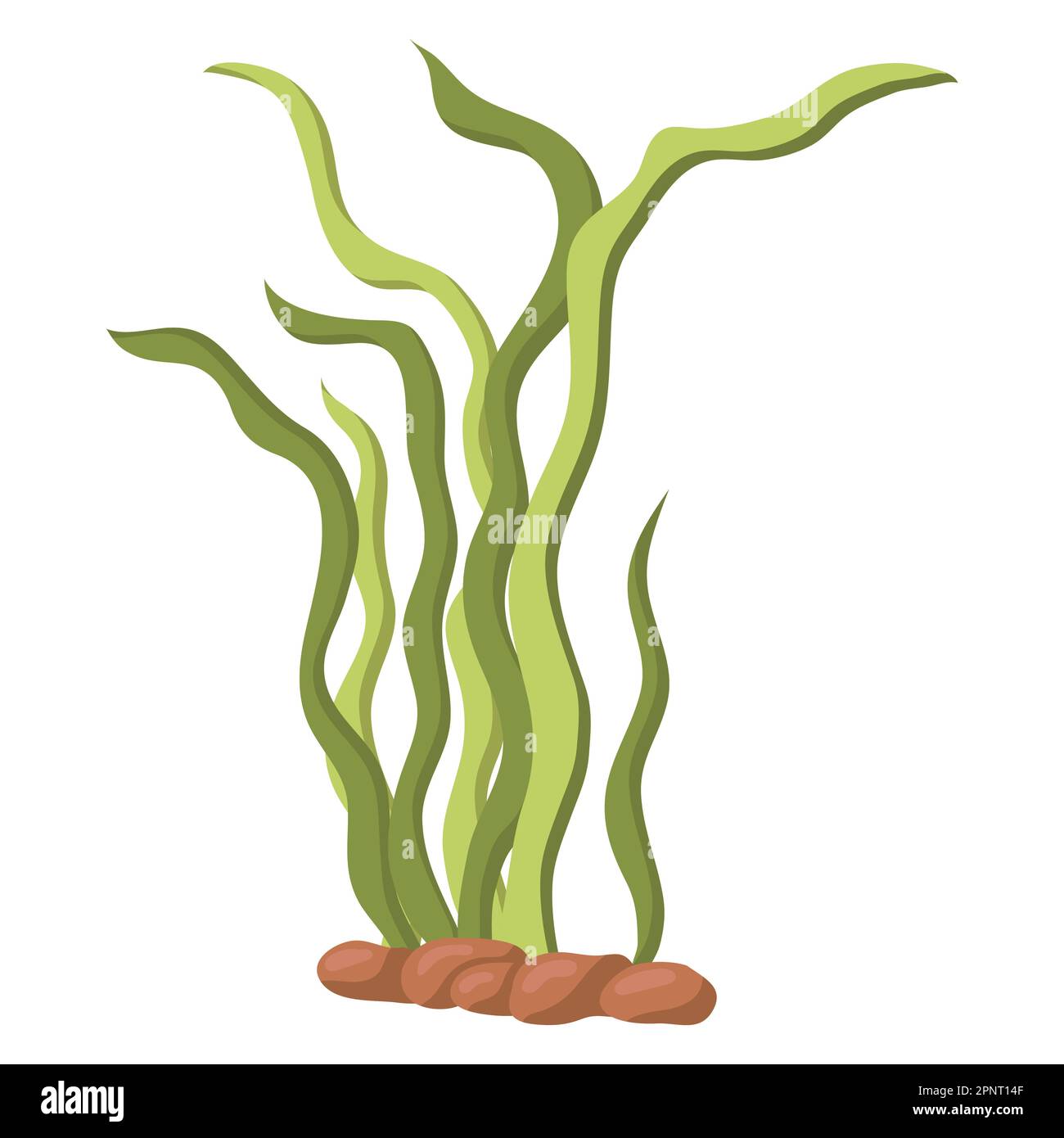 Vector illustration of long green algae isolated on a white background ...