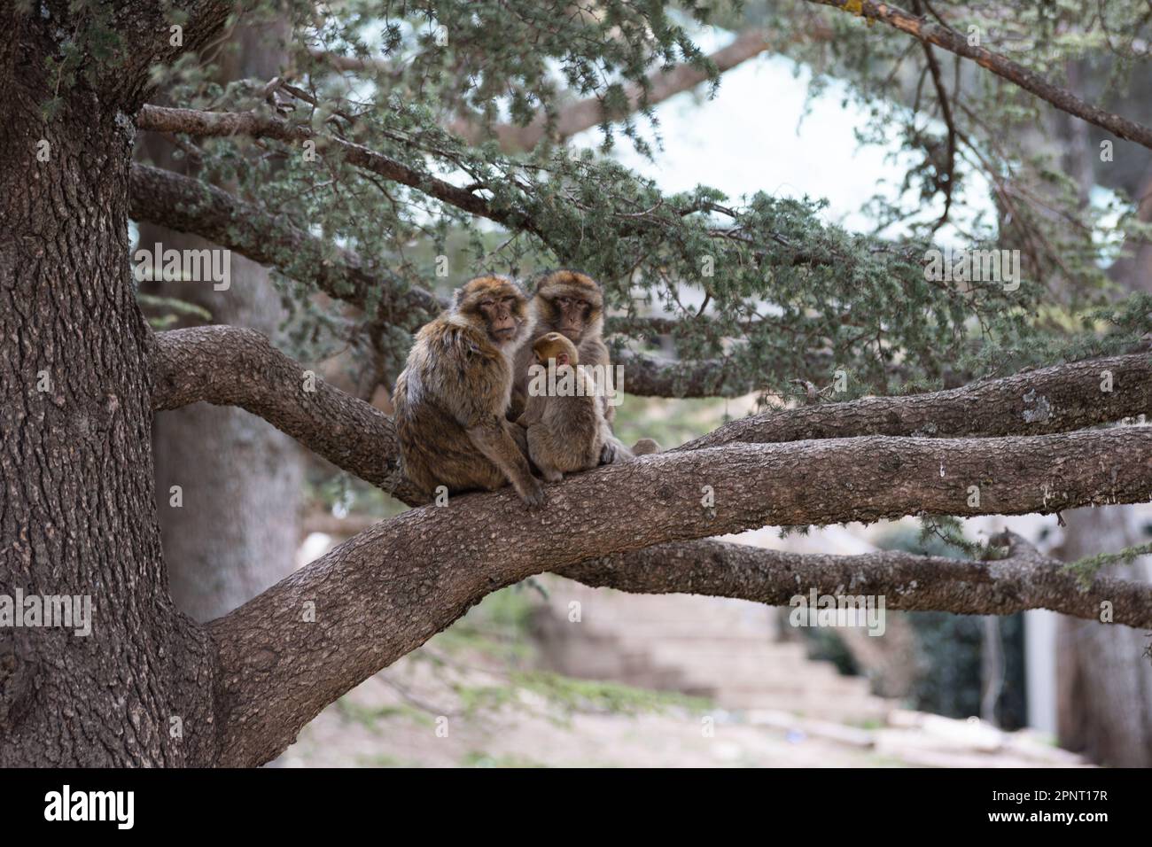 Family of monkeys in a tree Stock Photo - Alamy