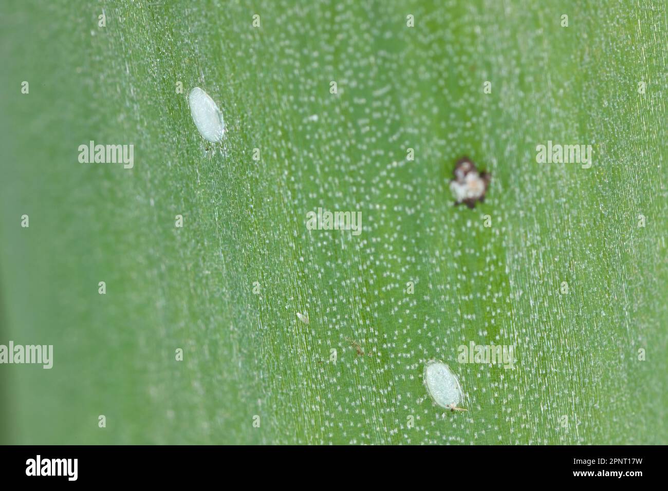 Detailed closeup of egg, eggs of the small Leek moth, Acrolepiopsis ...