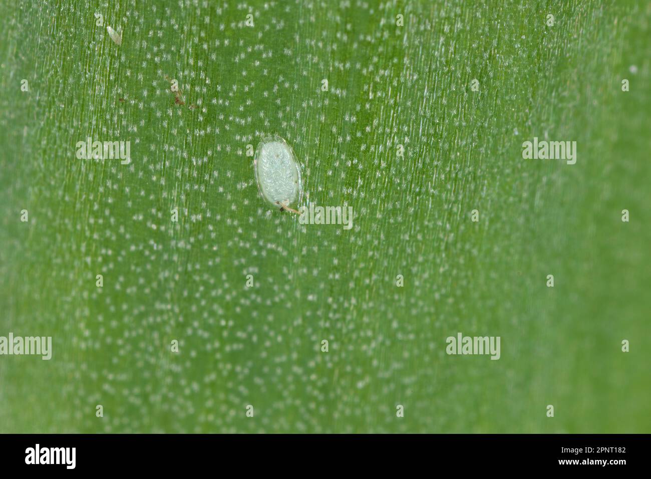 Detailed closeup of egg, eggs of the small Leek moth, Acrolepiopsis ...