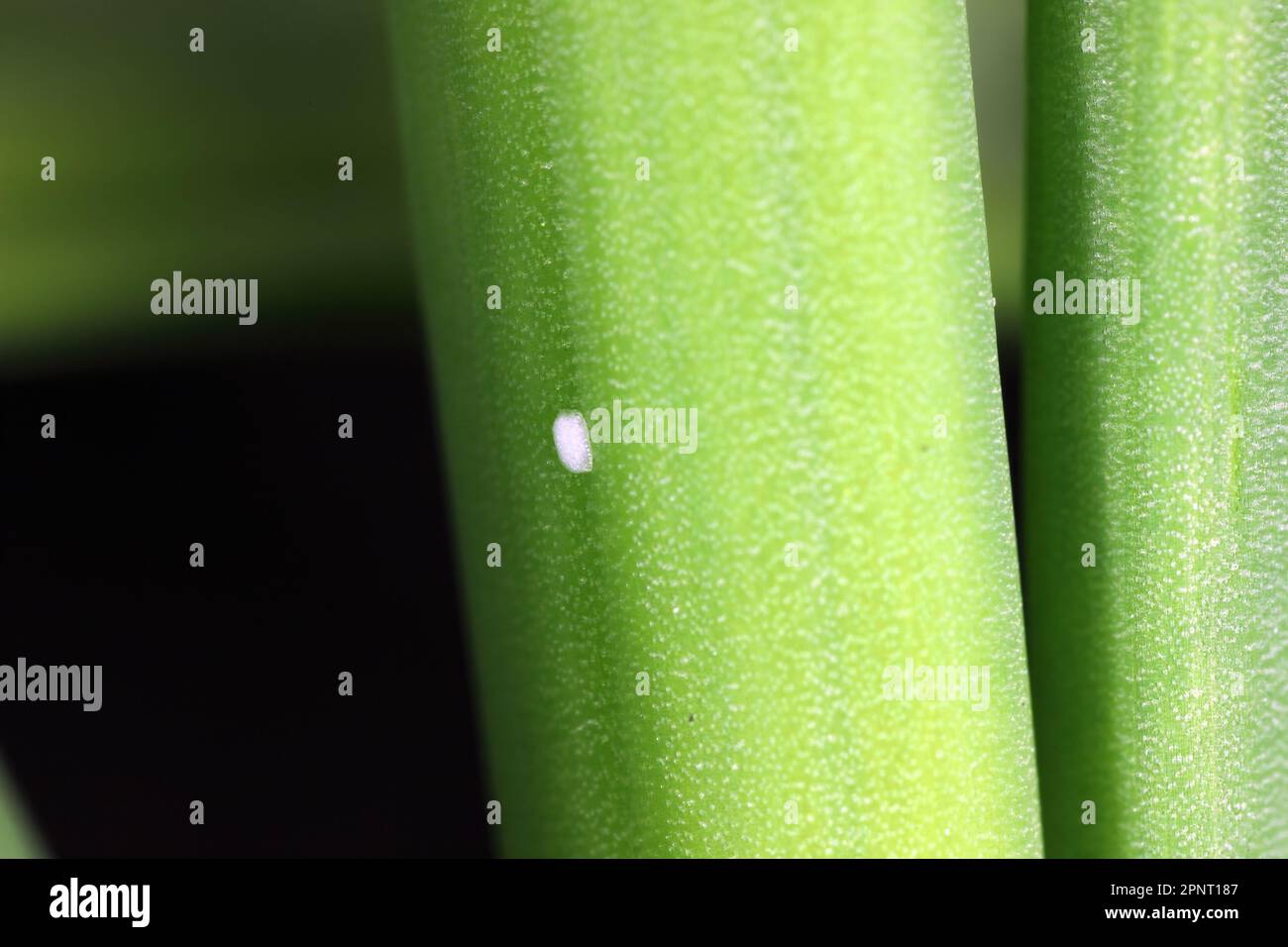 Detailed closeup of egg, eggs of the small Leek moth, Acrolepiopsis ...