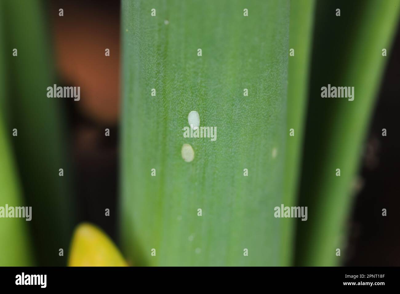 Detailed closeup of egg, eggs of the small Leek moth, Acrolepiopsis ...