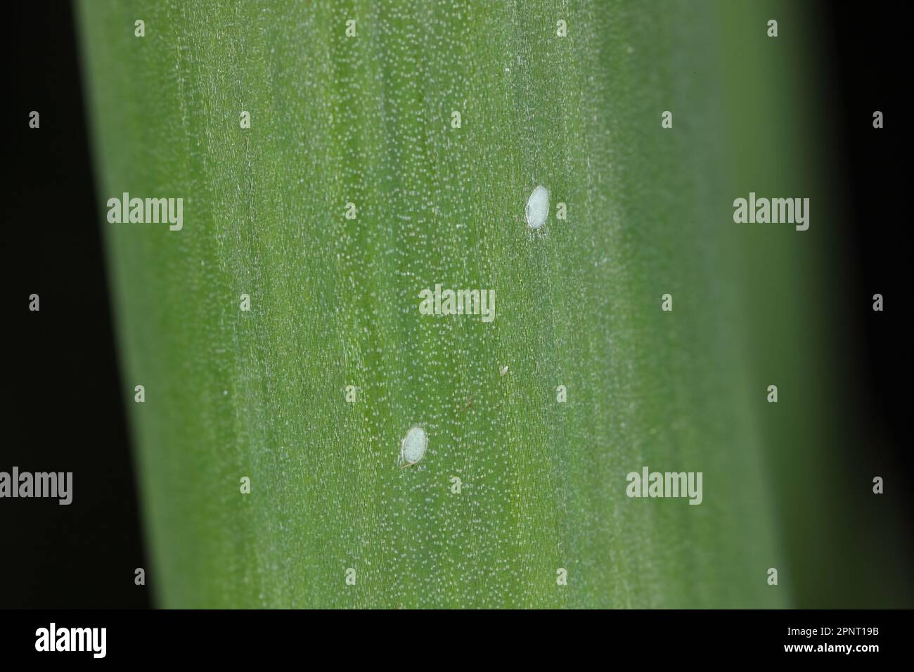 Detailed closeup of egg, eggs of the small Leek moth, Acrolepiopsis ...