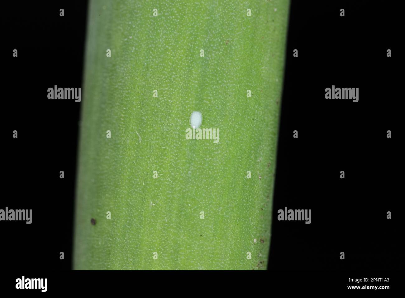 Detailed closeup of egg, eggs of the small Leek moth, Acrolepiopsis ...