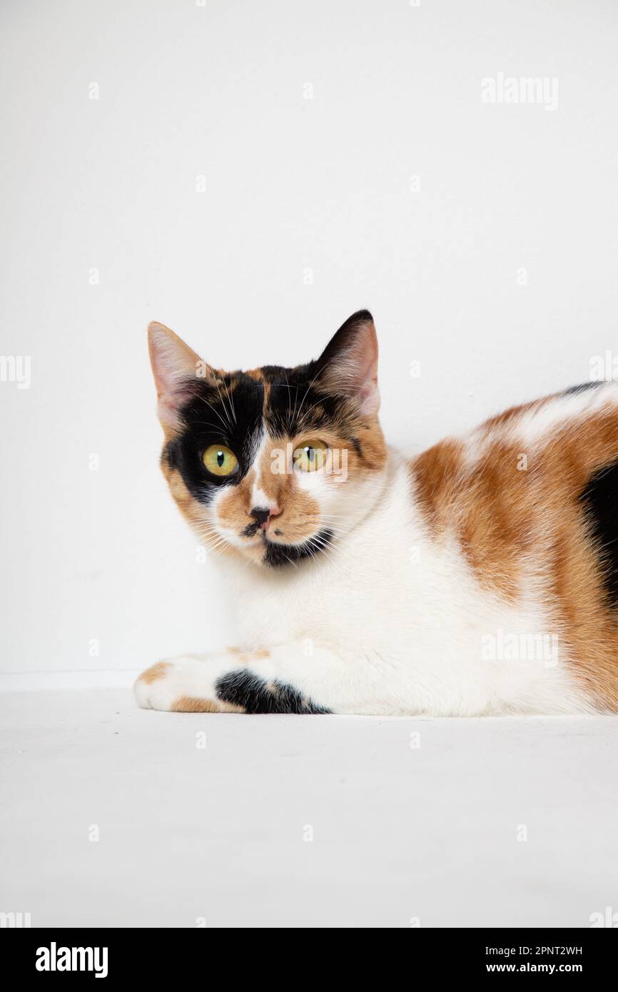 Domestic feline in a laid-back posture while reclining on the floor ...