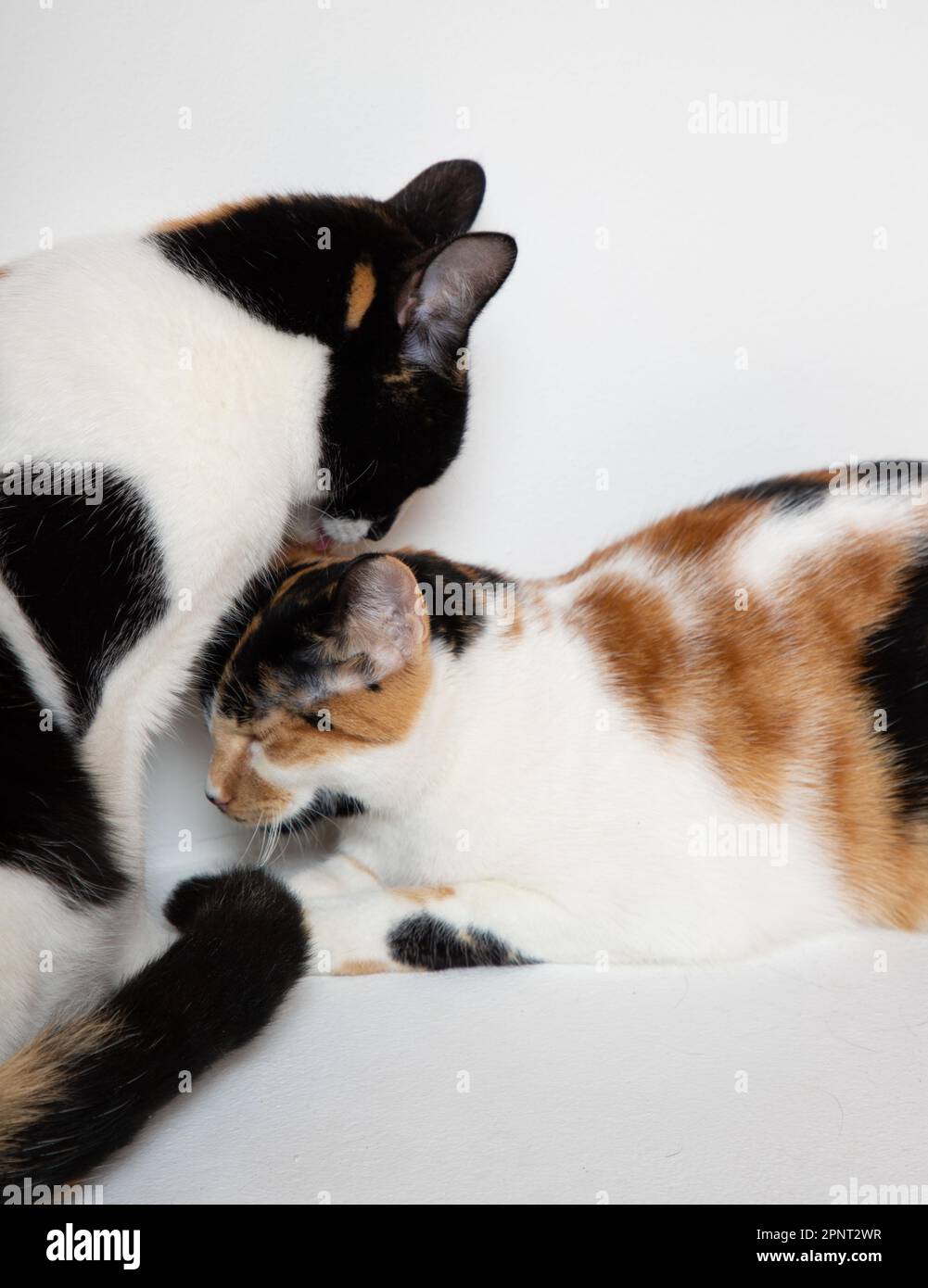 Two cats cuddling and snuggling on the floor next to each other Stock ...