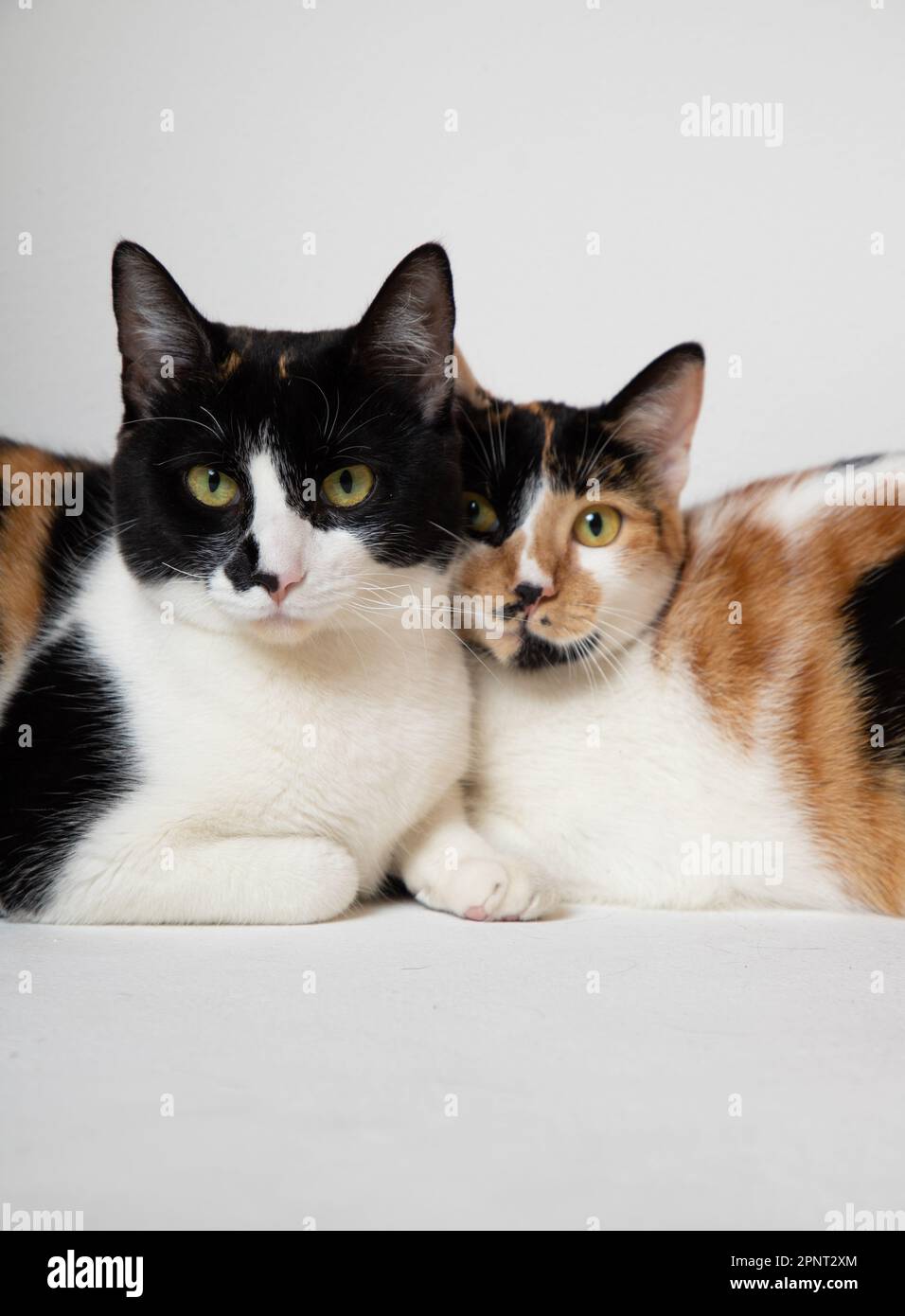 Two cats cuddling and snuggling on the floor next to each other Stock ...