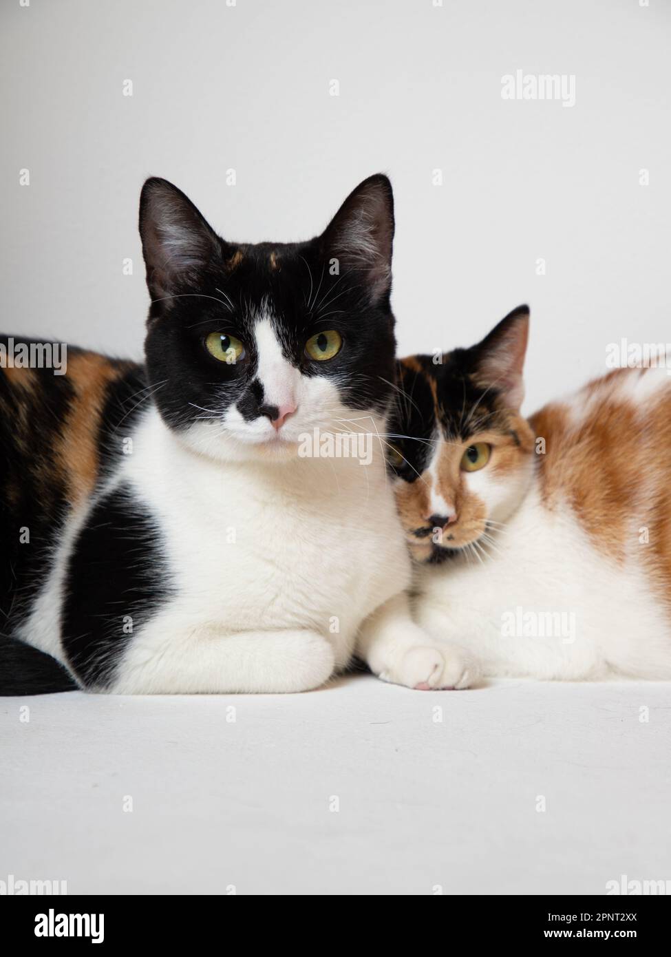 Two cats cuddling and snuggling on the floor next to each other Stock ...