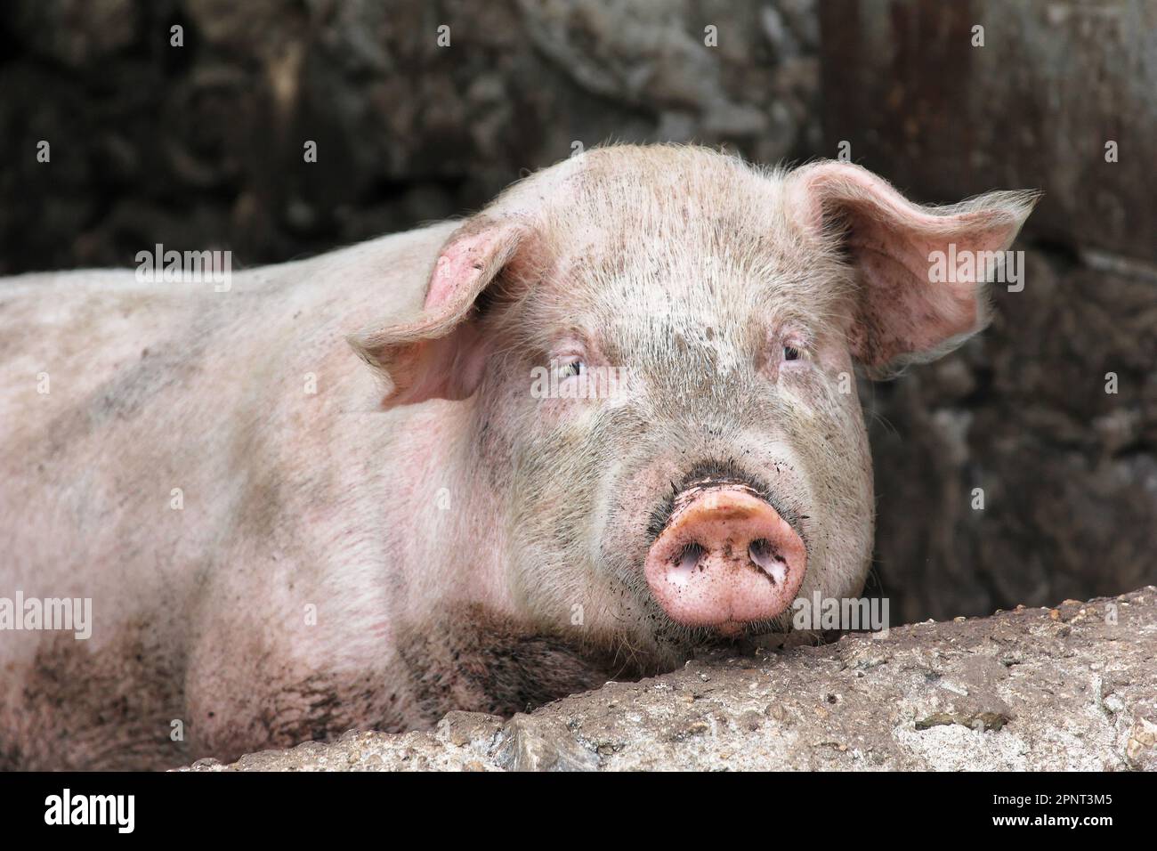 The face of a pig Stock Photo - Alamy