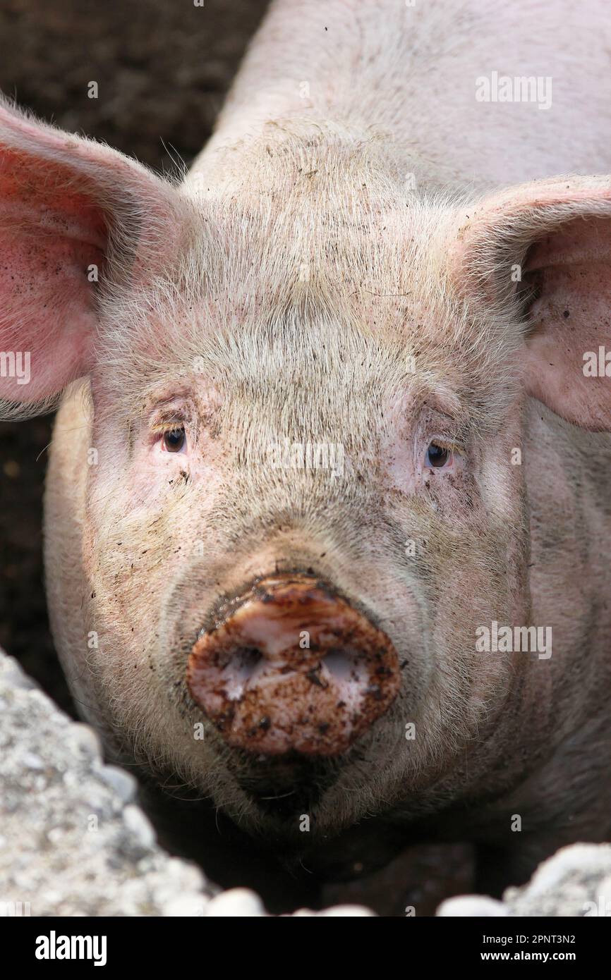 Pig face meat hi-res stock photography and images - Alamy