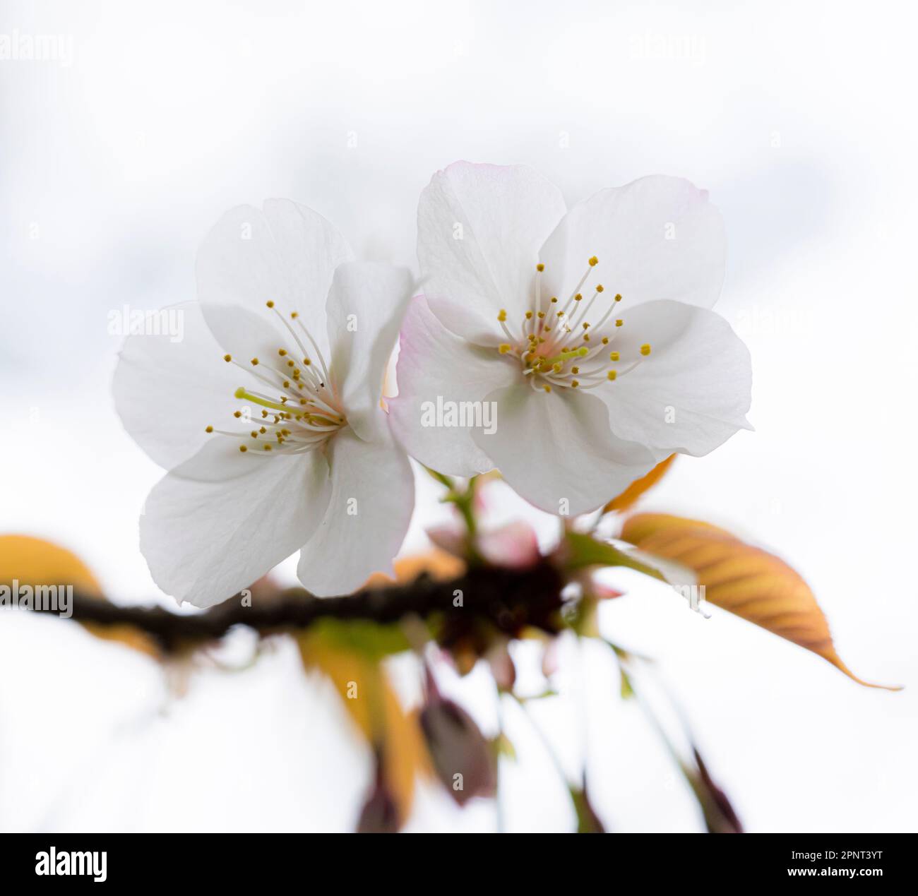 Cherry blossoms at Uwajima Castle in Ehime Prefecture, Japan Stock ...