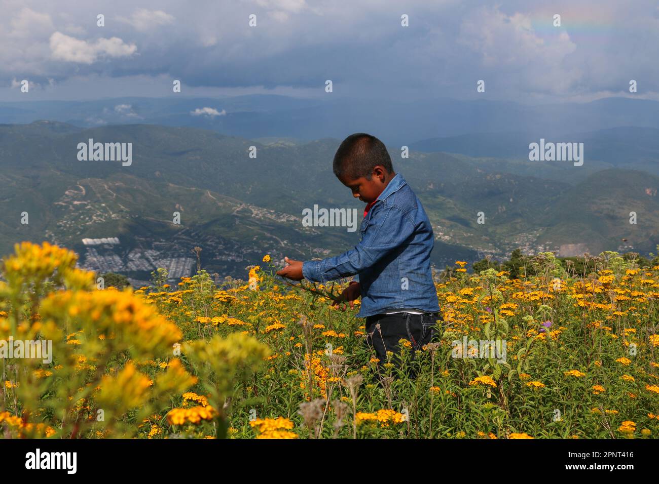 Diego Calixto Hilario, 7, picks pericón, a type of marigold, in the ...
