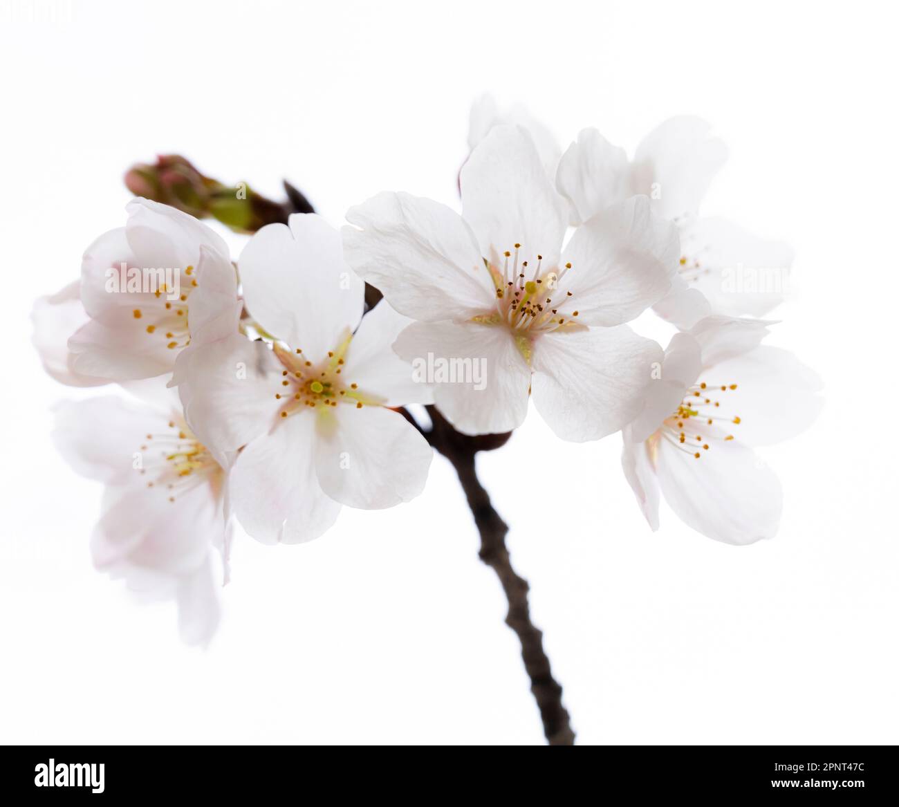 Cherry blossoms at Uwajima Castle in Ehime Prefecture, Japan Stock ...