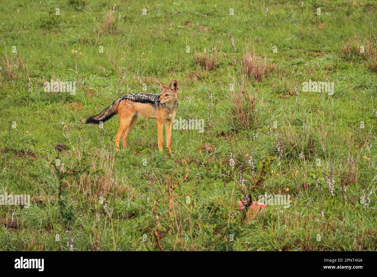 A lone jackal at Nairobi National Park, Kenya Stock Photo - Alamy