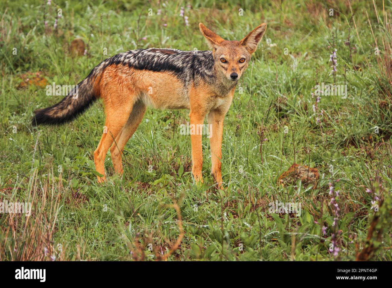 A lone jackal at Nairobi National Park, Kenya Stock Photo - Alamy