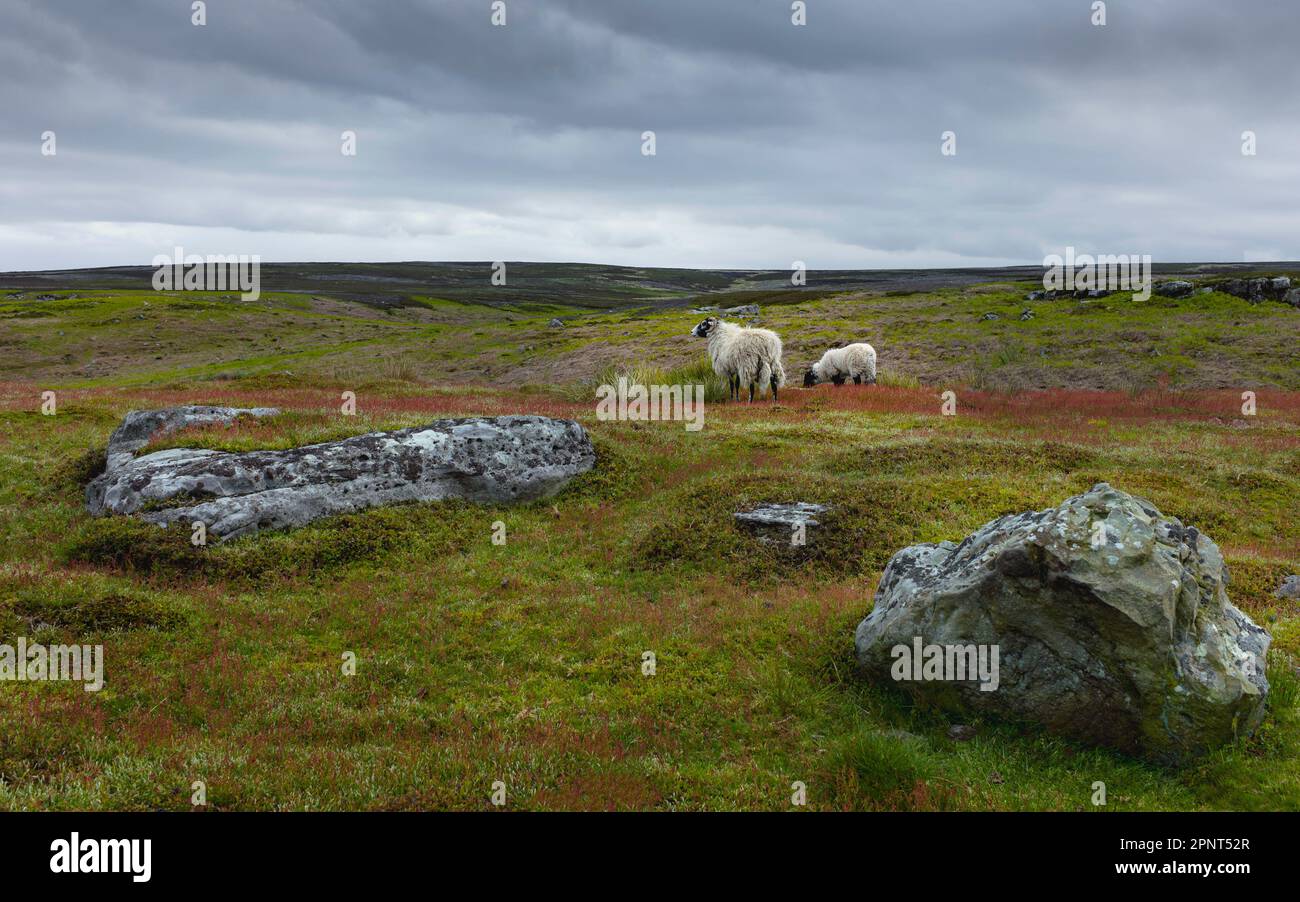 Sheep grazing on open pasture in the North Your Moors alongside ...