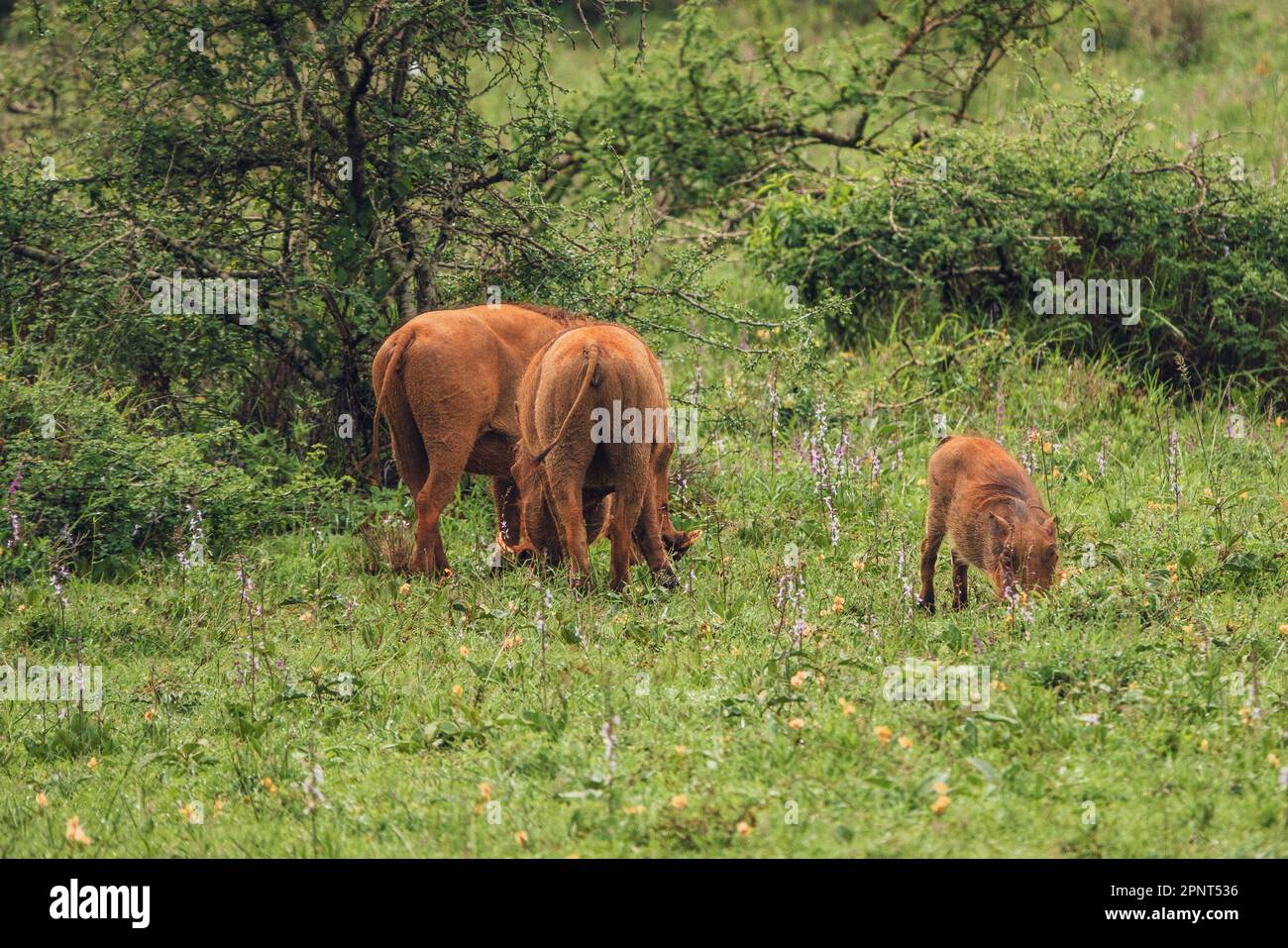 A family of warthogs grazing in the wild at Nairobi National Park ...