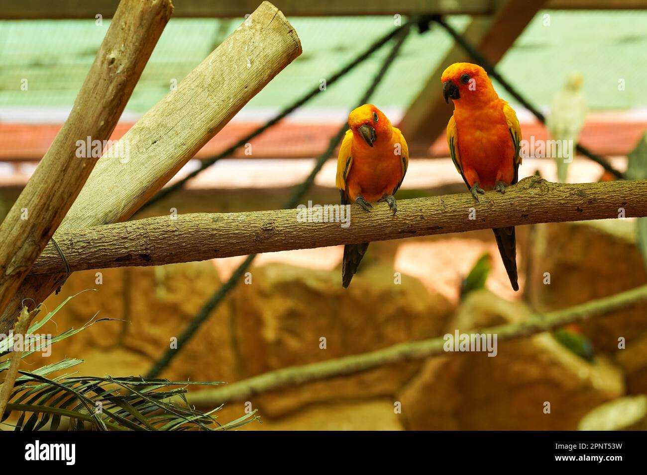Male and female eclectus parrot hi-res stock photography and images - Alamy