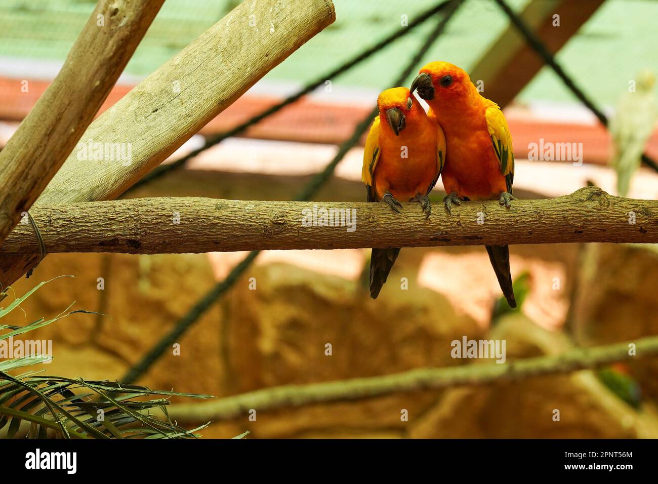 Colorful Couple of Parrots on branch Stock Photo - Alamy