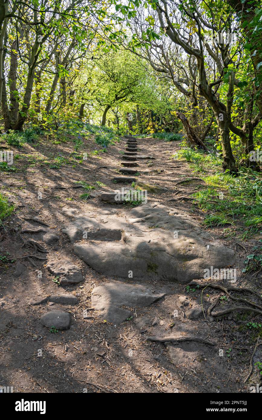 Steep pathway through woodland Stock Photo - Alamy