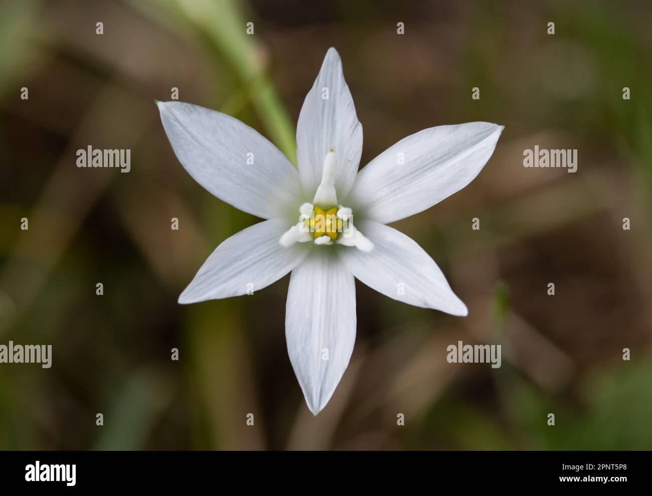 Spring white flower, Star of Bethlehem flower Stock Photo - Alamy