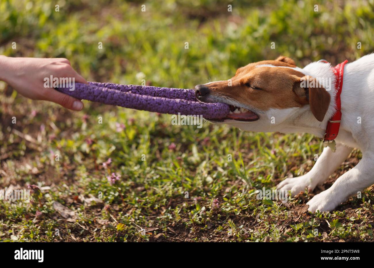 Jack Russell dog playing with owner outdoor. Cute young terrier pulling ...
