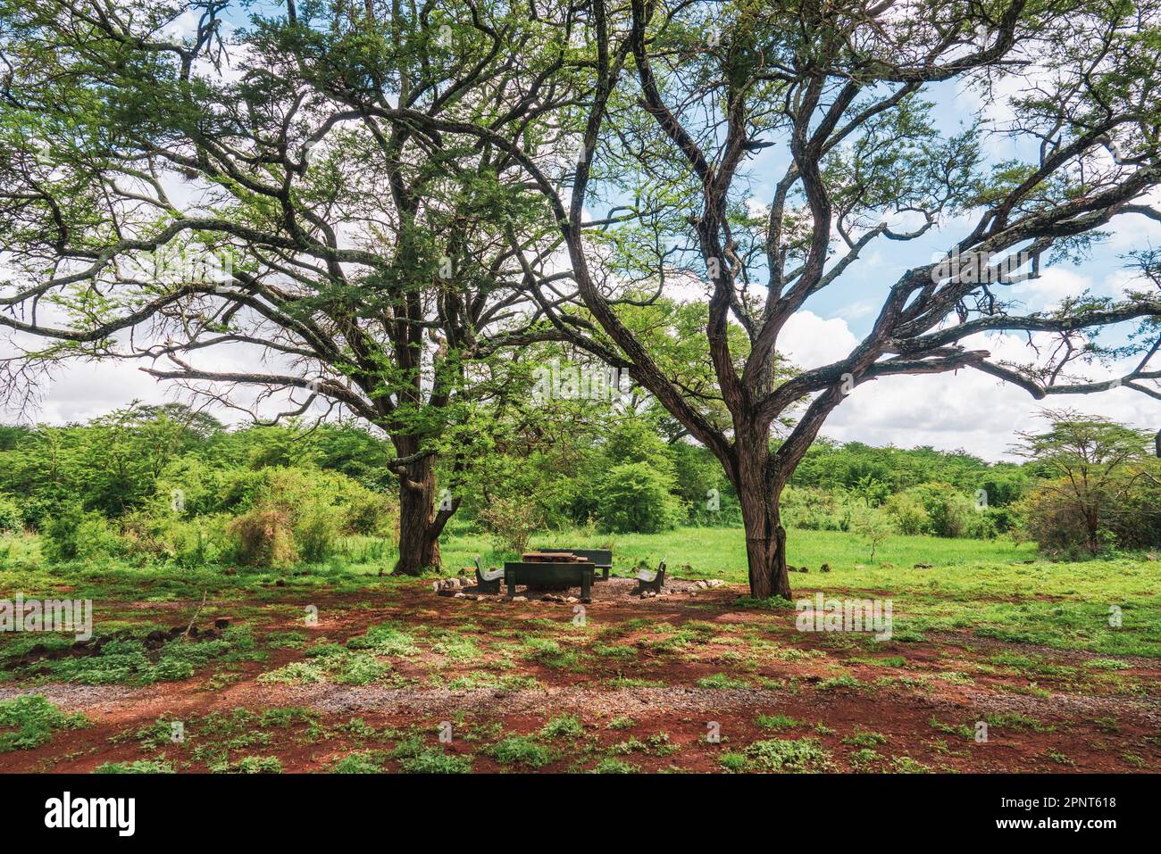 Scenic view of chairs under trees at picnic site at Nairobi National ...
