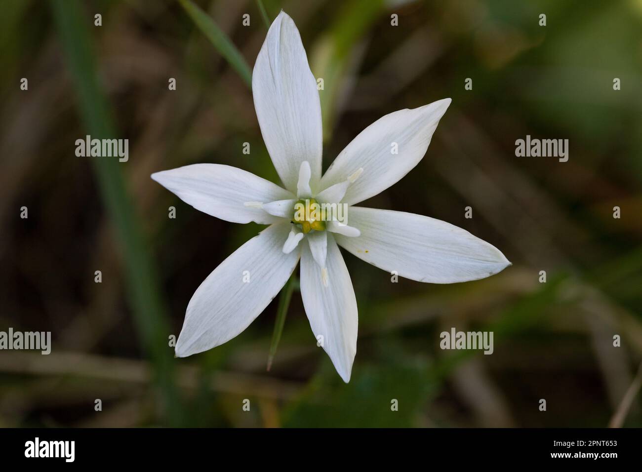 Spring white flower, Star of Bethlehem flower Stock Photo - Alamy