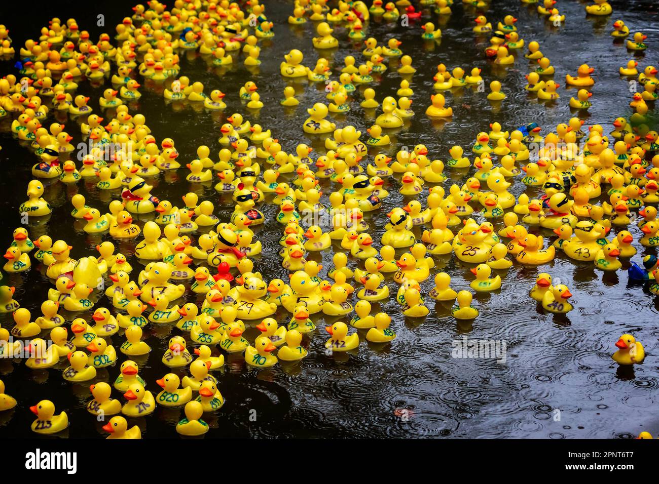 Hundreds of yellow ducks float down the river on a rainy day at the ...