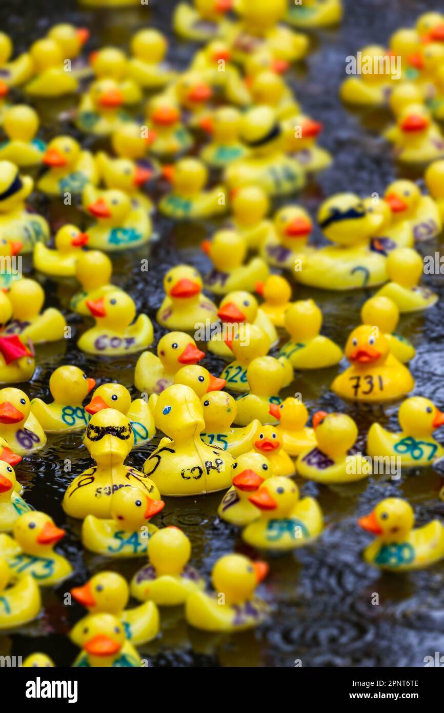 Different sized ducks hi-res stock photography and images - Alamy