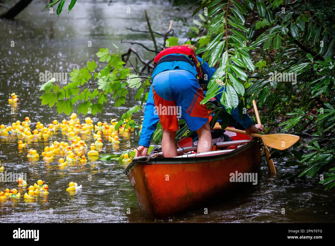Hundreds of yellow ducks float down the river on a rainy day at the ...