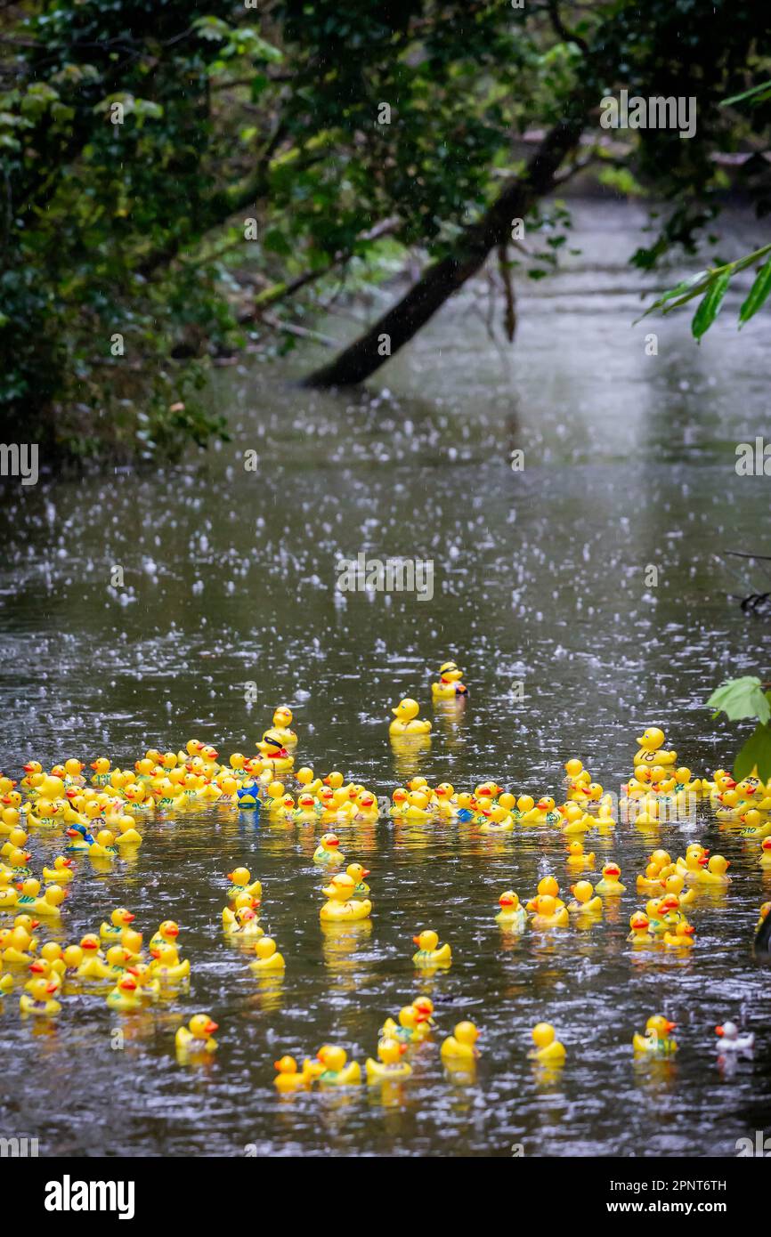 Hundreds of yellow ducks float down the river on a rainy day at the ...