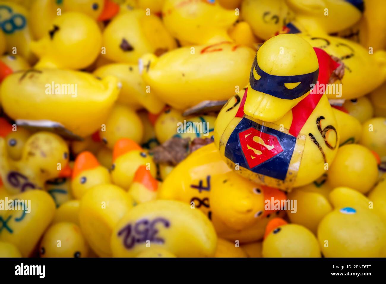 One thousand yellow ducks took to the water for the 2023 annual Lymm ...
