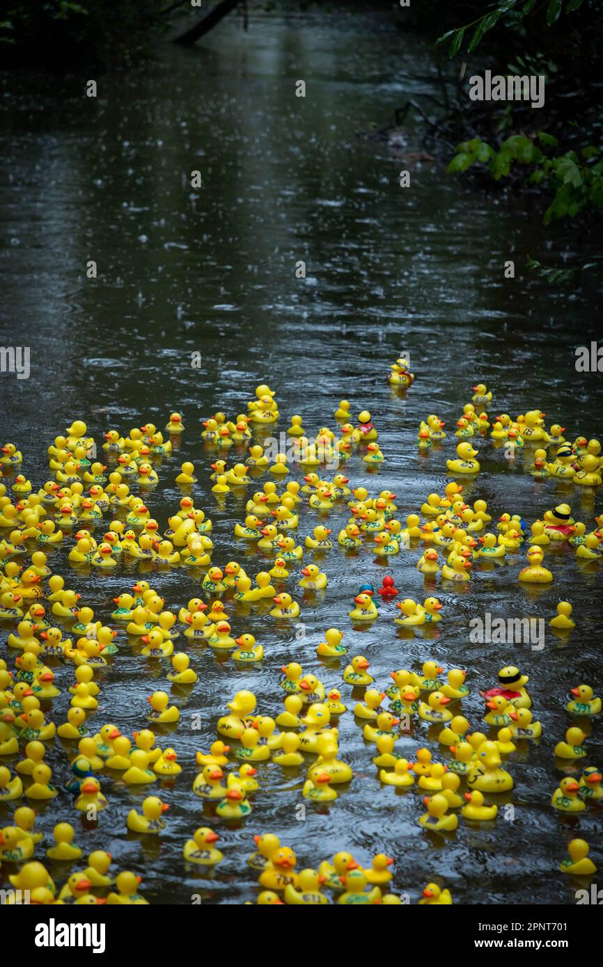 Hundreds of yellow ducks float down the river on a rainy day at the ...