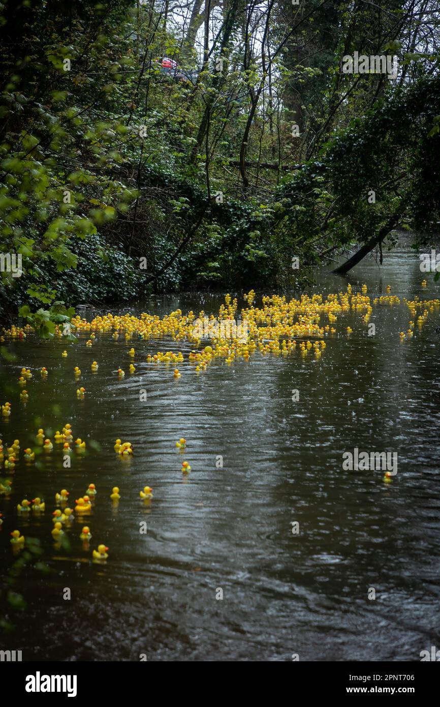 Hundreds of yellow ducks float down the river on a rainy day at the ...