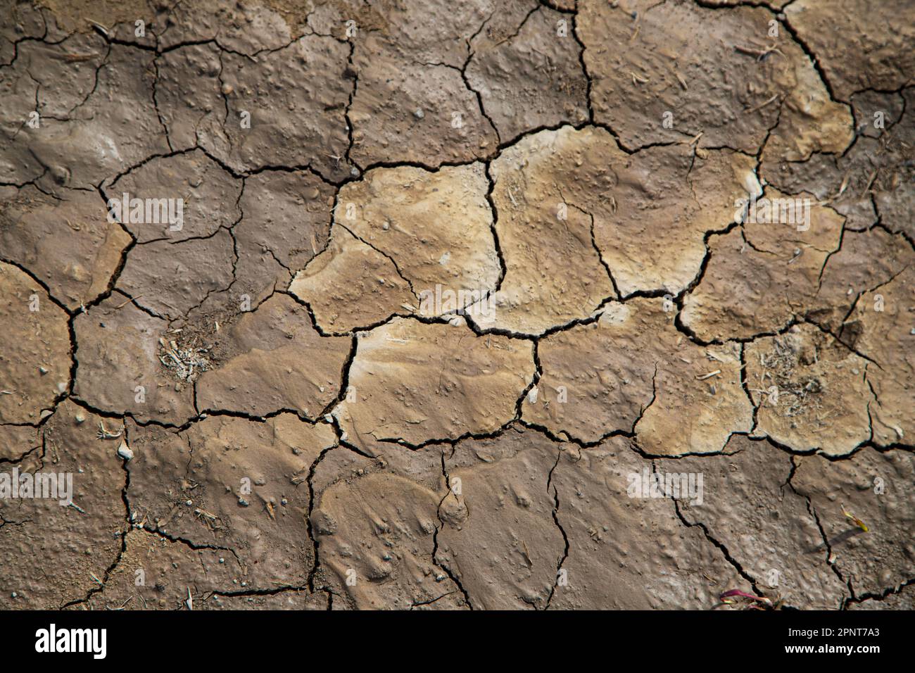 dry earth texture Stock Photo - Alamy