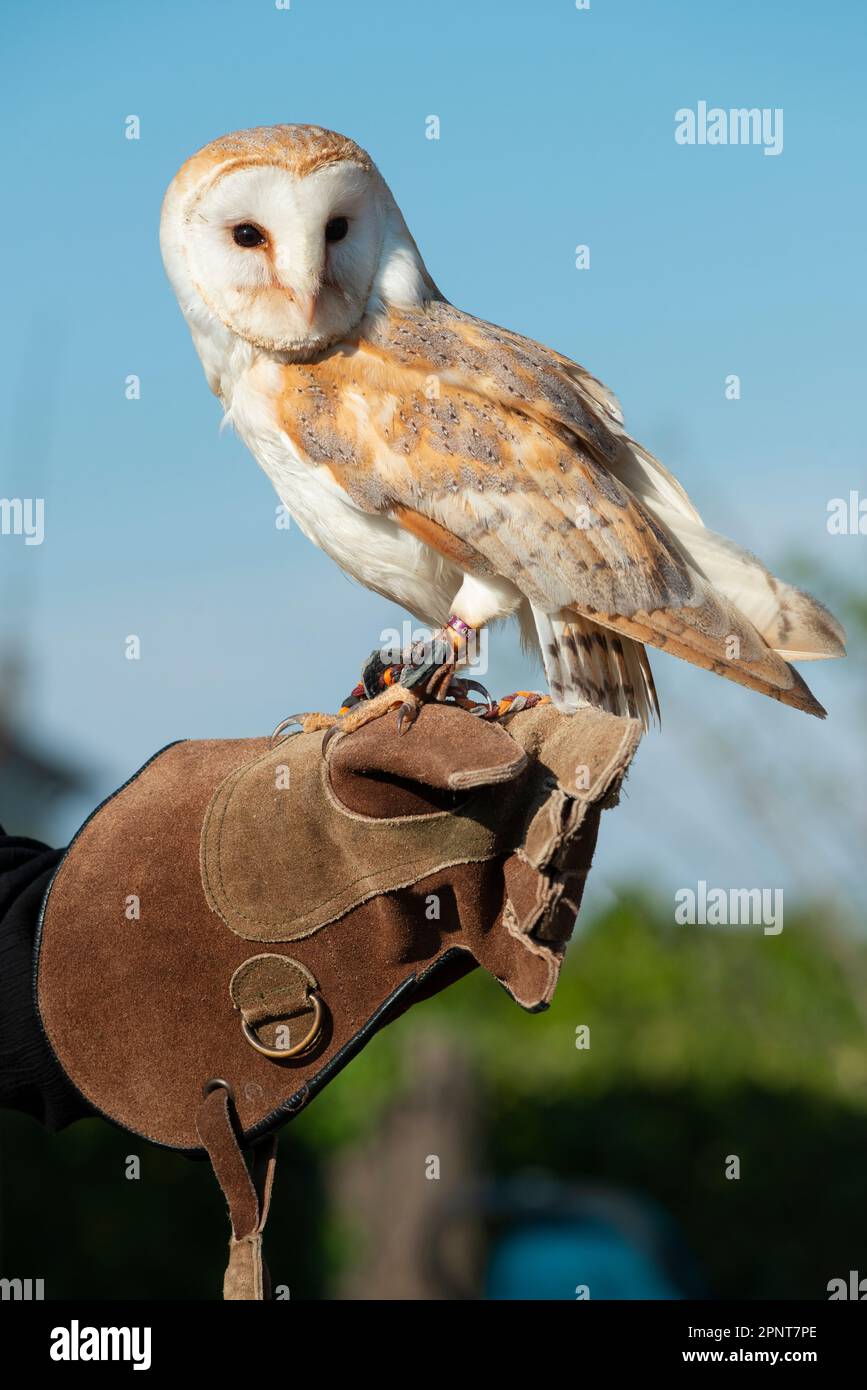 Italy, Lombardy, Barn Owl, Tyto Alba, on the Hand of a Falconer Stock ...