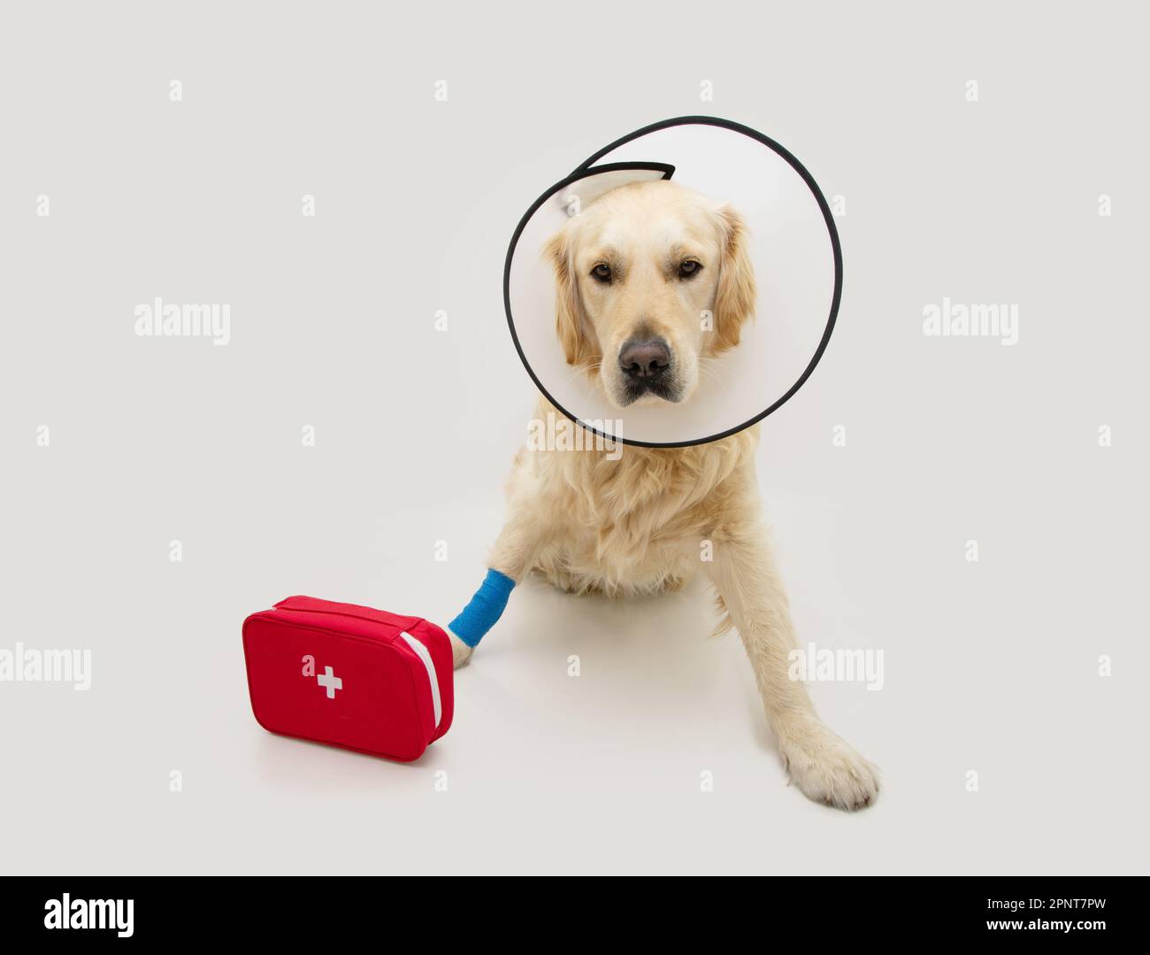 Portrait injured labrador retriever puppy dog with a blue bandage in a ...