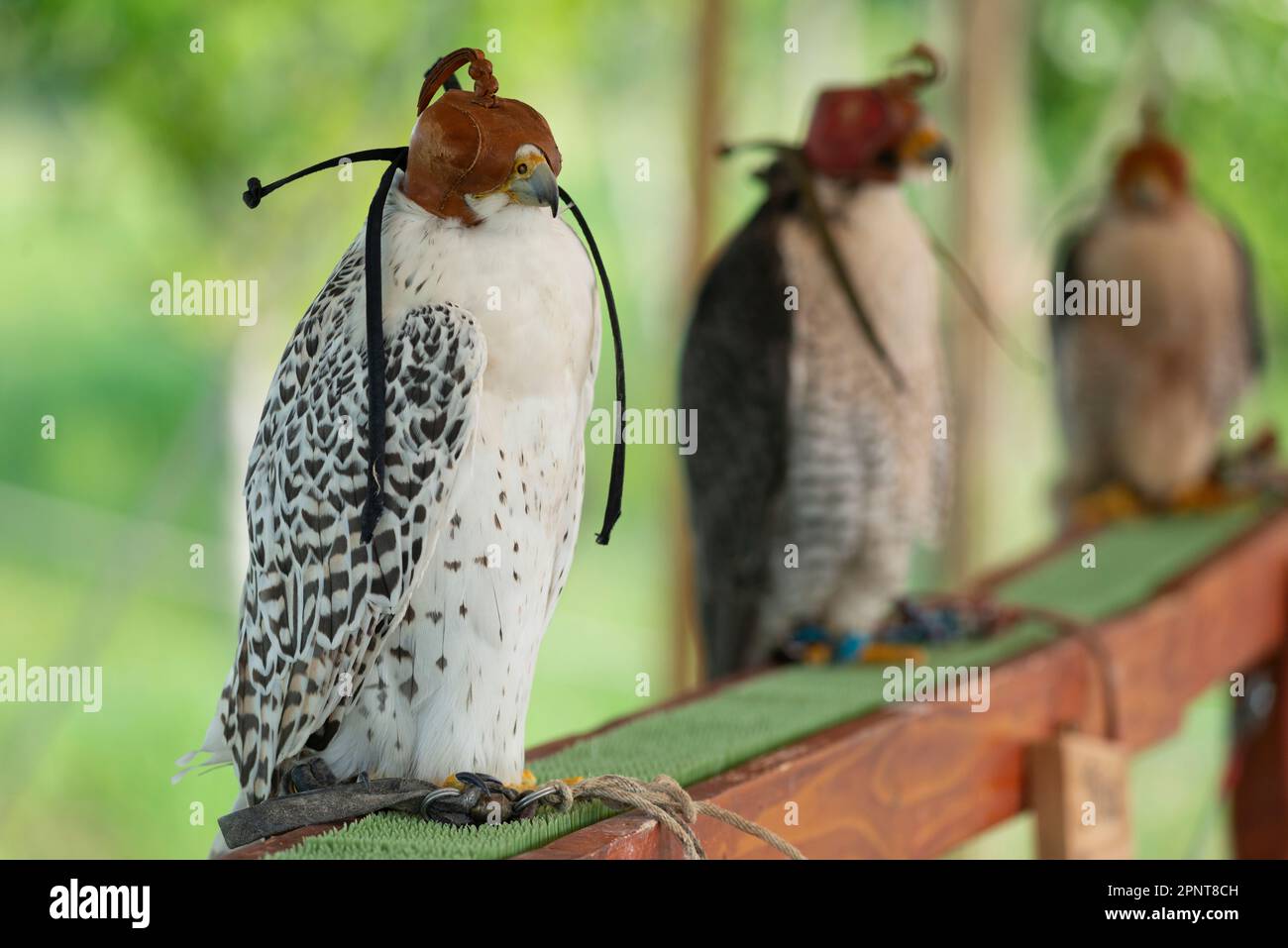 Gyrfalcon falco hi-res stock photography and images - Alamy