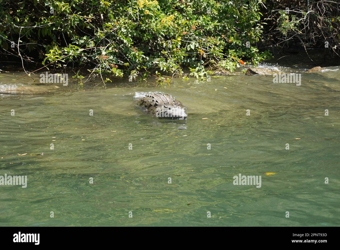 Alligator, cocodrile, plants, grijalva river, sumidero canyon at ...