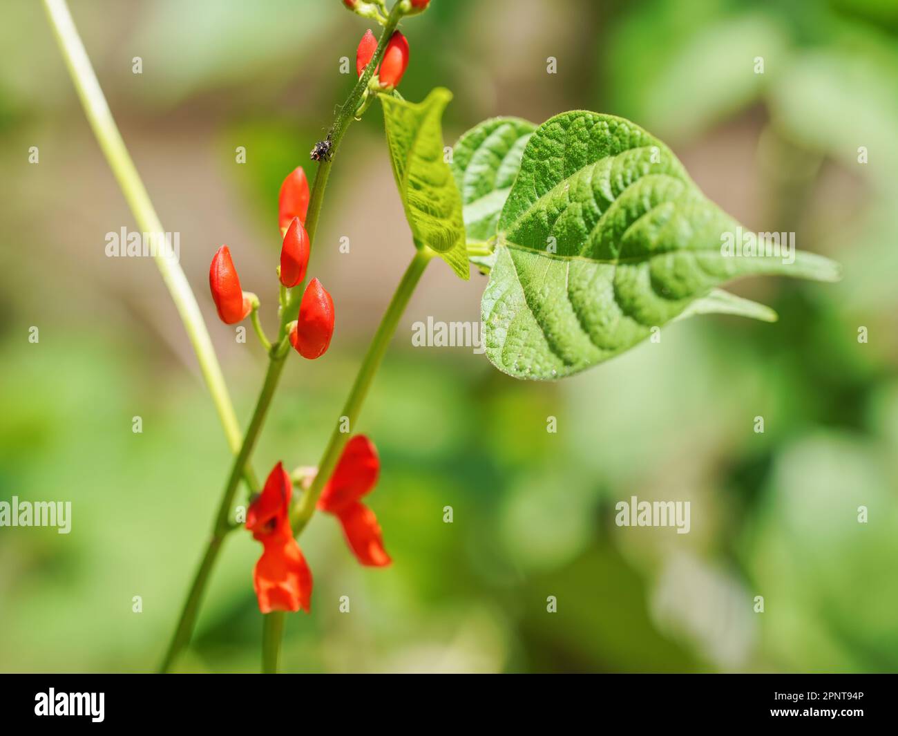 Young green bean plant phaseolus hi-res stock photography and images ...