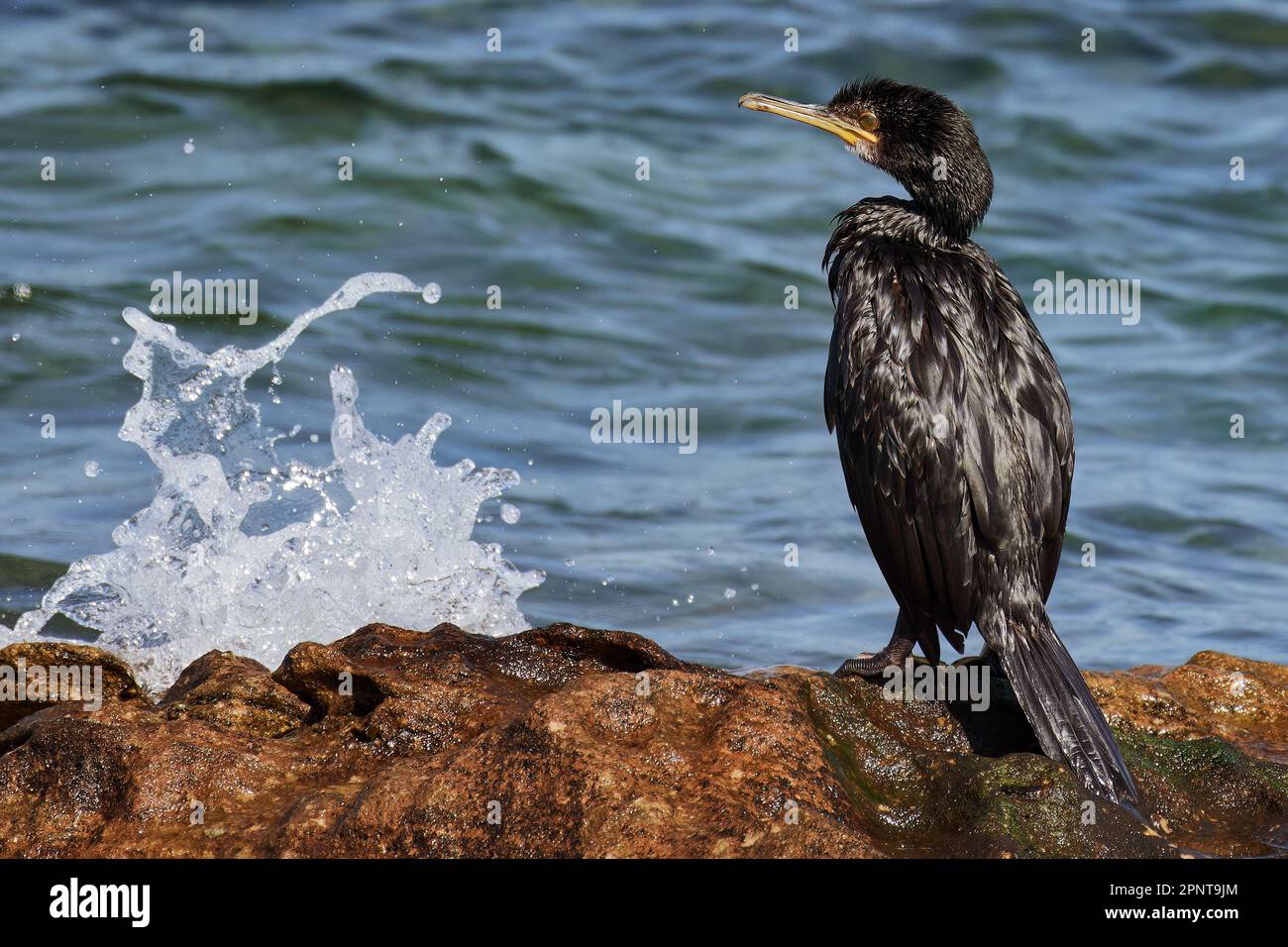 Beautiful black cormorant bird hi-res stock photography and images - Alamy
