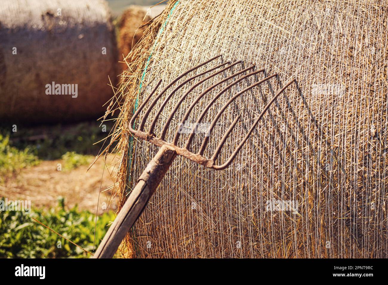 Old hay fork with one spike broken leaning on straw roll, closeup ...